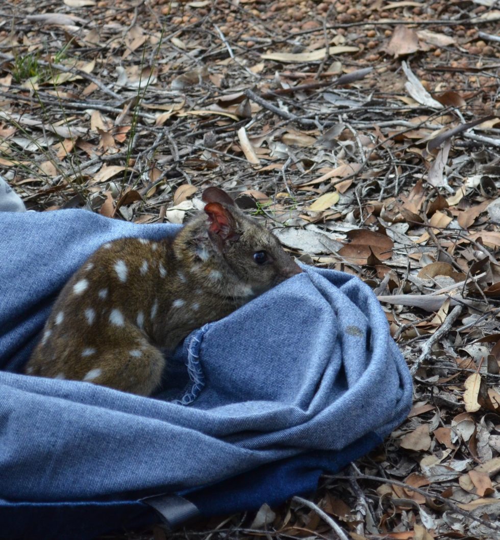 Chuditch, western quoll | Peel-Harvey Catchment Council