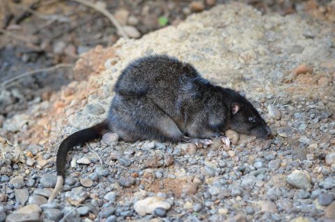 Water-rat, rakali | Peel-Harvey Catchment Council